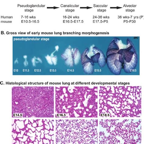 Pdf Lung Development And Adult Lung Diseases