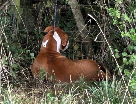 Banned Xl Bully Found Dead By Walker After Being Tied Up And Dumped
