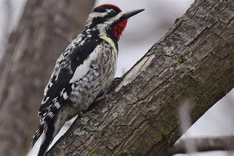 11 Facts About Yellow Bellied Sapsuckers Bird Feeder Hub