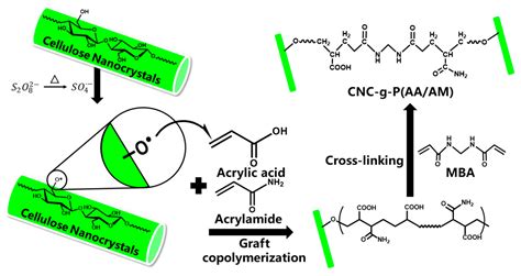 Fabrication Of Cellulose Nanocrystal G Polyacrylic Acid Co Acrylamide