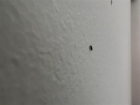 Hundreds Of Tiny Winged Hopping Bugs On Window Screens Rwhatsthisbug