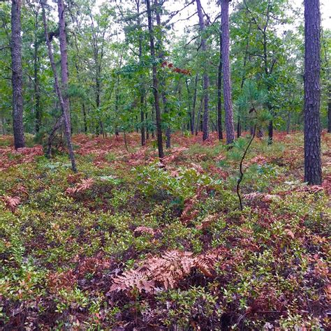 Pine Barrens Wharton State Forest New Jersey All You Need To Know