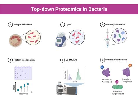 Proteomics Types Methods Steps Applications