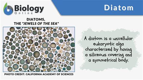 Diatom Definition And Examples Biology Online Dictionary