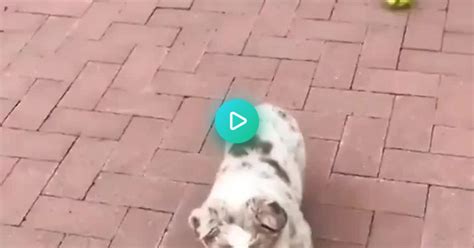 Clumsy Pupper Album On Imgur