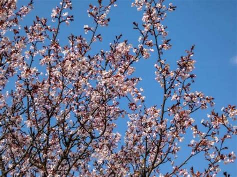 20 Different Types Of Cherry Trees