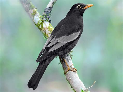 Gray Winged Blackbird Ebird