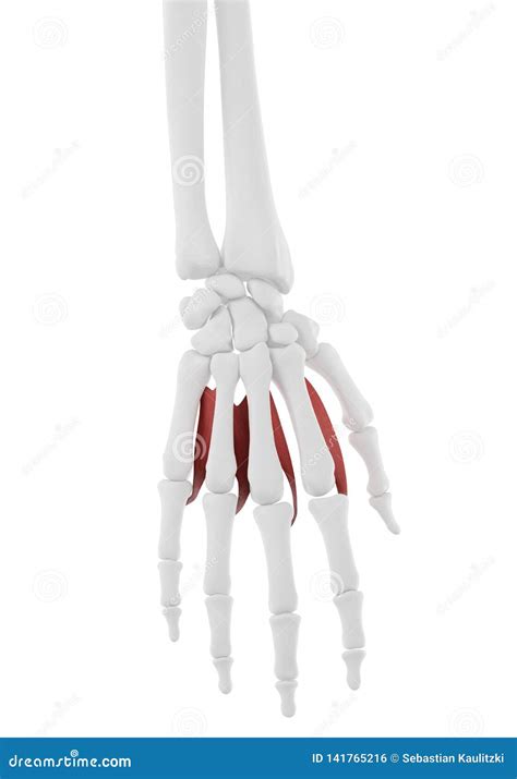 The Lumbrical Muscles Stock Illustration Illustration Of Human 141765216