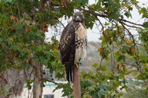 鳥 紅尾鵟 Red Tailed Hawk Buteo Jamaicensis