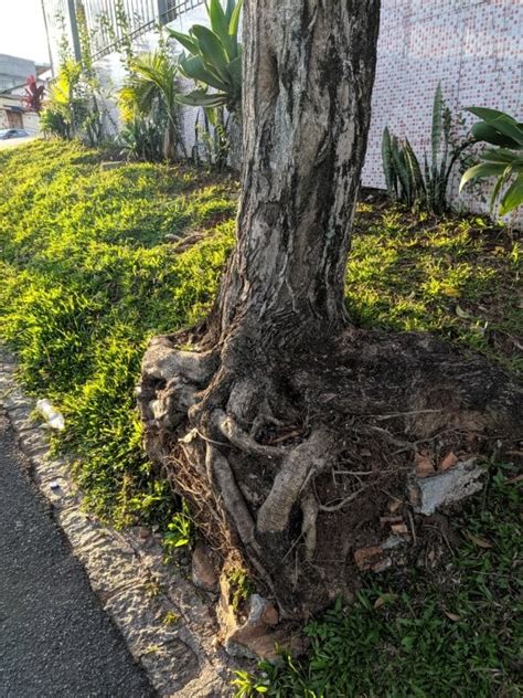 A Cubic Root R Mildlyinteresting