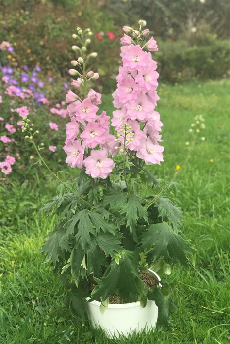 Pink Princess New Zealand Delphiniums