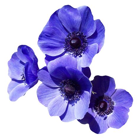 Violet Flower Png High Quality Image Png All