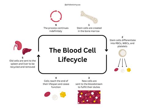 The Complete Lifecycle Of Blood Cells Phlebotomy Usa