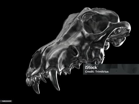 늑대 두개골의 윗부분 어두운 분위기 색상 검은색 배경에 격리 3d 그림 개에 대한 스톡 사진 및 기타 이미지 개 개과 거친 Istock