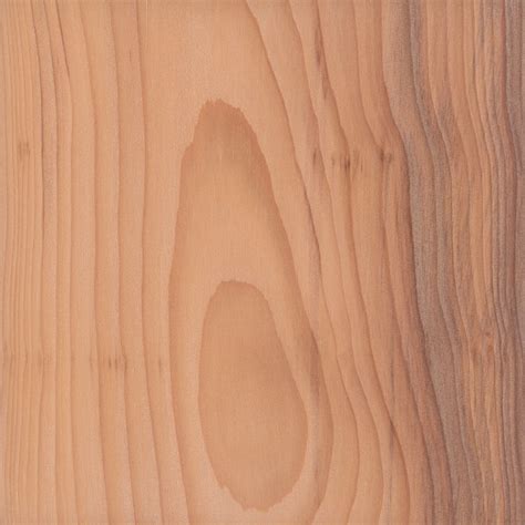 European Yew The Wood Database Lumber Identification Softwood
