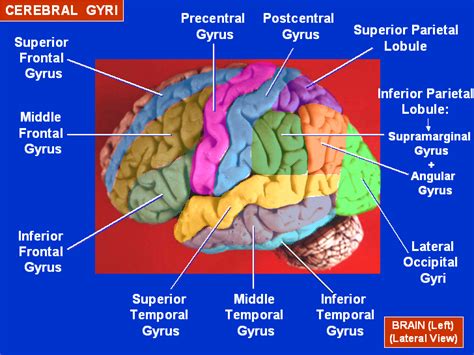 Human Anatomy Mcqs Postgraduation Entrance Preparation 57 Sulci And Gyri Of Brain