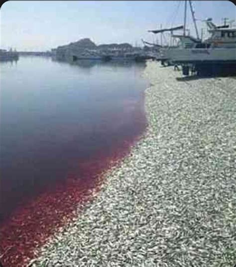 [เบื่อเมือง] ปลาตายนับแสน ริมหาดญี่ปุ่น คาดเดาสาเหตุกันไปต่างๆ นานา