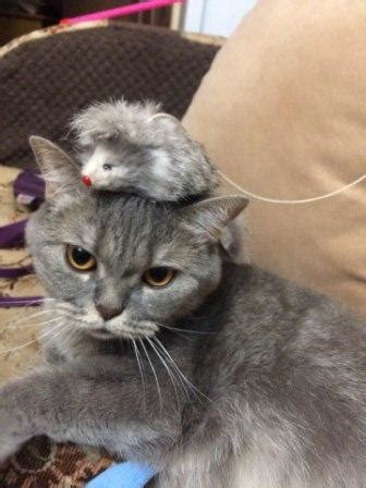 Пушистое счастье (Виктория Дорошенко) / Стихи.ру