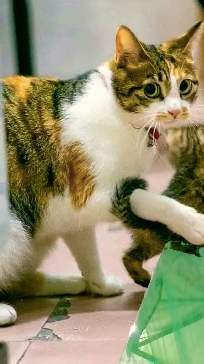 ඔහොම ඉන්න ළමයෝ කොහෙද දුවන්නේ Youtube