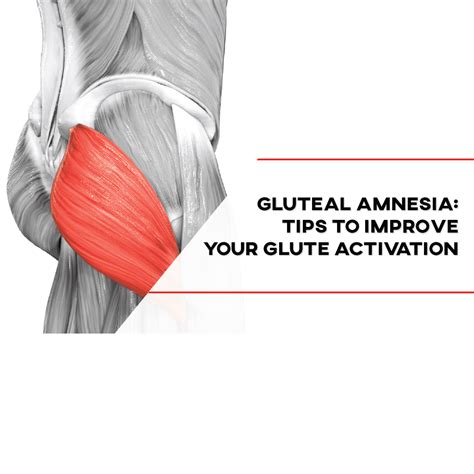 Glutes Anatomy