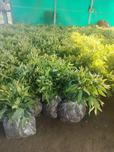 Eucalyptus Clone Plants At ₹ 17 Piece Clone Eucalyptus In Hasanpur Id 2854342990273