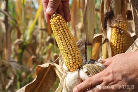 Agricultrual Traditional Syngenta Roger Yong Zhang