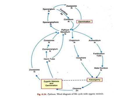Ppt Presentation For B Sc I Life Cycle Of Pythium 1 Pdf