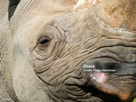 눈과 뿔이있는 아기 검은 코뿔소의 얼굴을 클로즈업한 풀 프레임 검은코뿔소에 대한 스톡 사진 및 기타 이미지 검은코뿔소 관광 눈 신체 부분 Istock