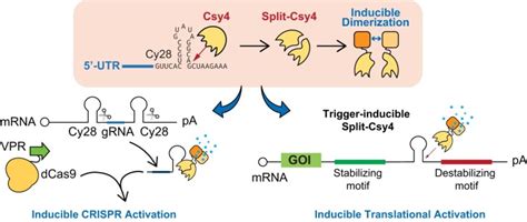 A Trigger Inducible Split Csy4 Architecture For Programmable Rna Modulation Pmc A Trigger Inducible Split Csy4 Architecture For Programmable Rna Modulation Pmc