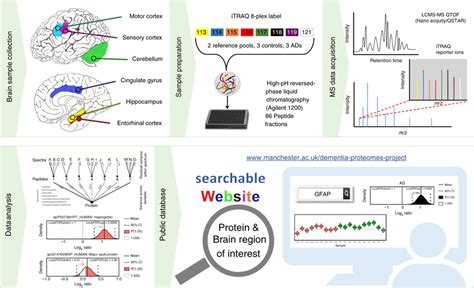 Proteomics Workflow Selected Brain Regions Were Pre Dissected Prior To