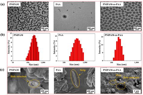 A Tem Images B Particle Size Distribution Diagrams And C Sem