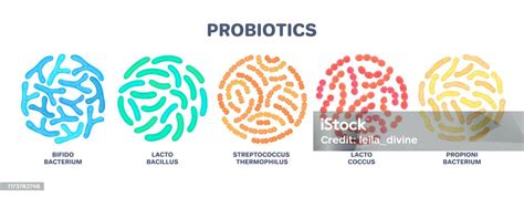 Probiotics 유산균 비피도박테리움 락토바실러스 연쇄상구균 열필러스 락토코커스 젖산균에 대한 스톡 벡터 아트 및 기타 이미지 Istock