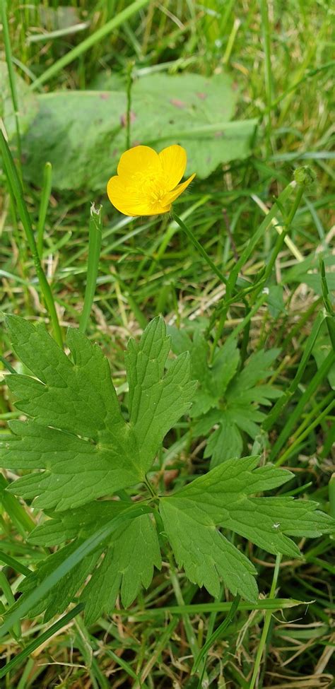 荒野 特写 黄色 Pixabay上的免费照片 Pixabay
