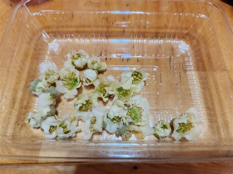 今年は更に開花が早いキウイの雄花 花