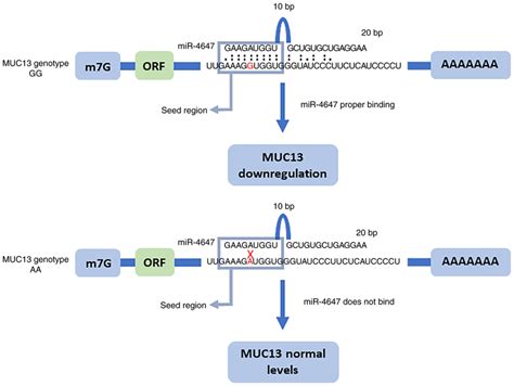 Graphical Representation Of In Silico Predicted Binding Microrna 4647 Download Scientific