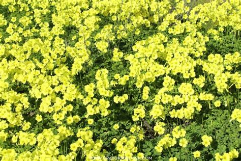 30 Weeds With Yellow Flowers Common Lawn Weed Guide 2023 Crabgrasslawn