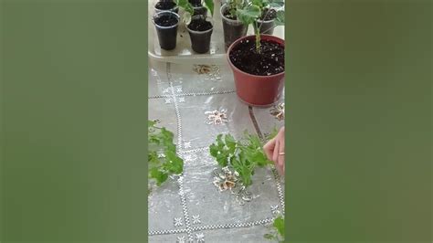 🌱Черенкование герани растения цветы Plants цветыпочтой герань рекомендации Youtube