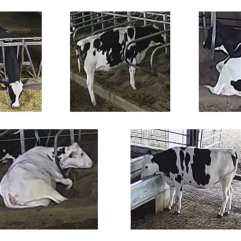 Cbvd 5 Cow Behavior Video Dataset Kaggle