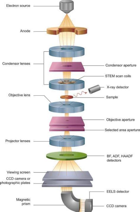 Schematic Representation Of A Transmission Electron Microscopy Tem
