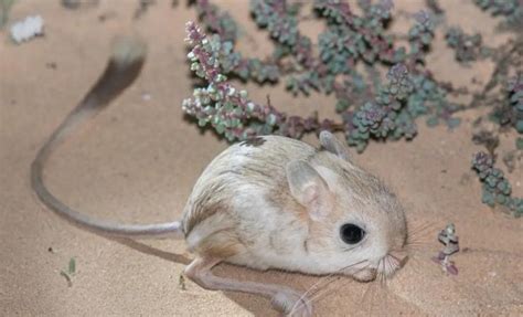 Jerboa Pretty Animals Desert Animals Cute Animals