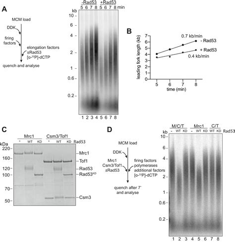 Rad53 Checkpoint Kinase Regulation Of Dna Replication Fork Rate Via Mrc1 Phosphorylation Elife