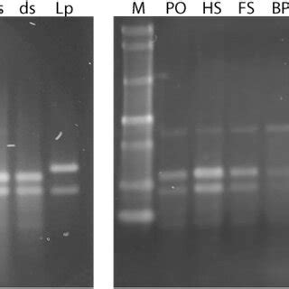 In Vitro Transcription Of DNA Nanoparticles Representative Download Scientific Diagram