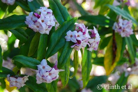 Daphne Flower
