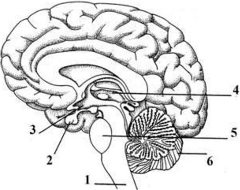 Задание №2661 Выберите три верно обозначенные подписи к рисунку на котором изображено строение