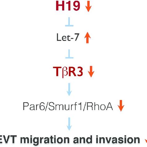 A Model Of H19tβr3 Mediated Signaling In The Regulation Of Evt
