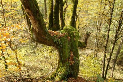 Batsara Babaneuli Protected Areas