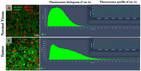 Unveiling The Role Of Concanavalin A In A Rodent Model Of Chemical Induced Hepatocellular