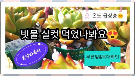 9월14일 2️⃣일간 오는 비☔ 다 맞은 옥상다육이 무른잎and목대 살펴보다 헉 심봤다⁠⁠°⁠o⁠°⁠⁠／라울 로치 초연 뭉게구름 초보다육이