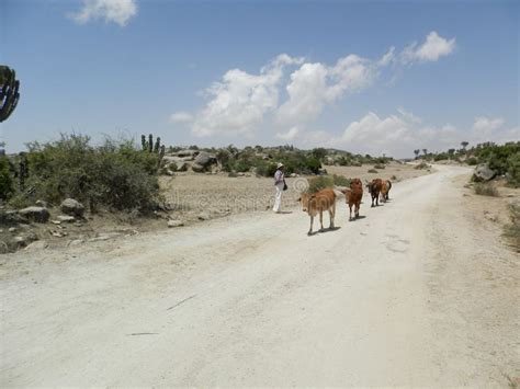 travelling around eritrea in summer days editorial photography image