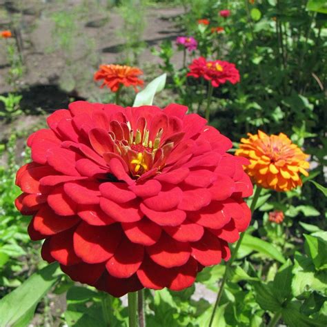 Цинния: Описание, Виды, Посадка, Уход | (95 Фото) +Отзывы